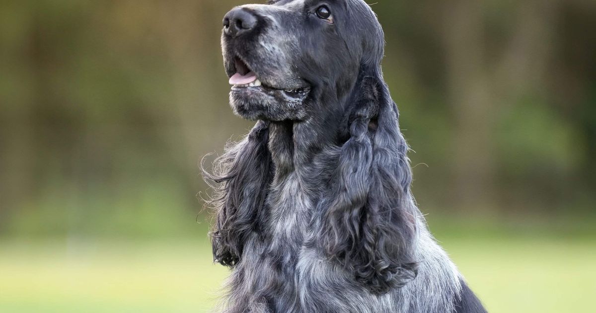 Kapoint Cocker Spaniels (ANKC, Dogs Qld registered), responsible ...