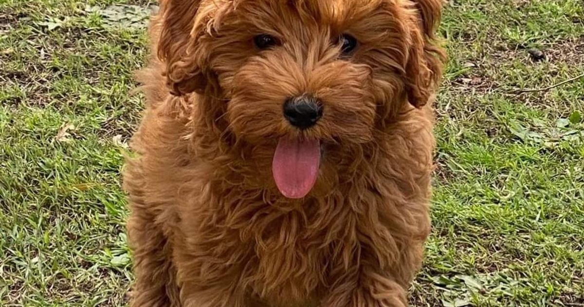 Oodle Nation Cavoodles, responsible breeder in New South Wales - RightPaw