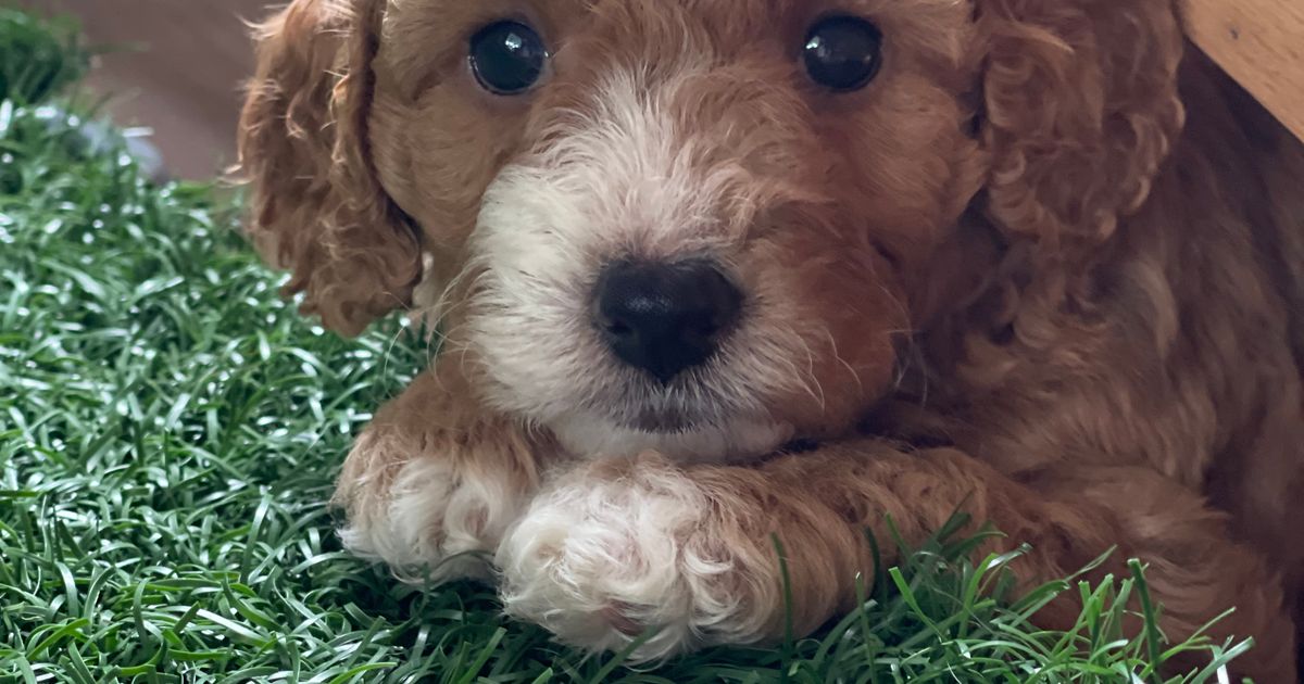 Brisbane’s Happy Puppy Spot Cavoodles, responsible breeder in ...