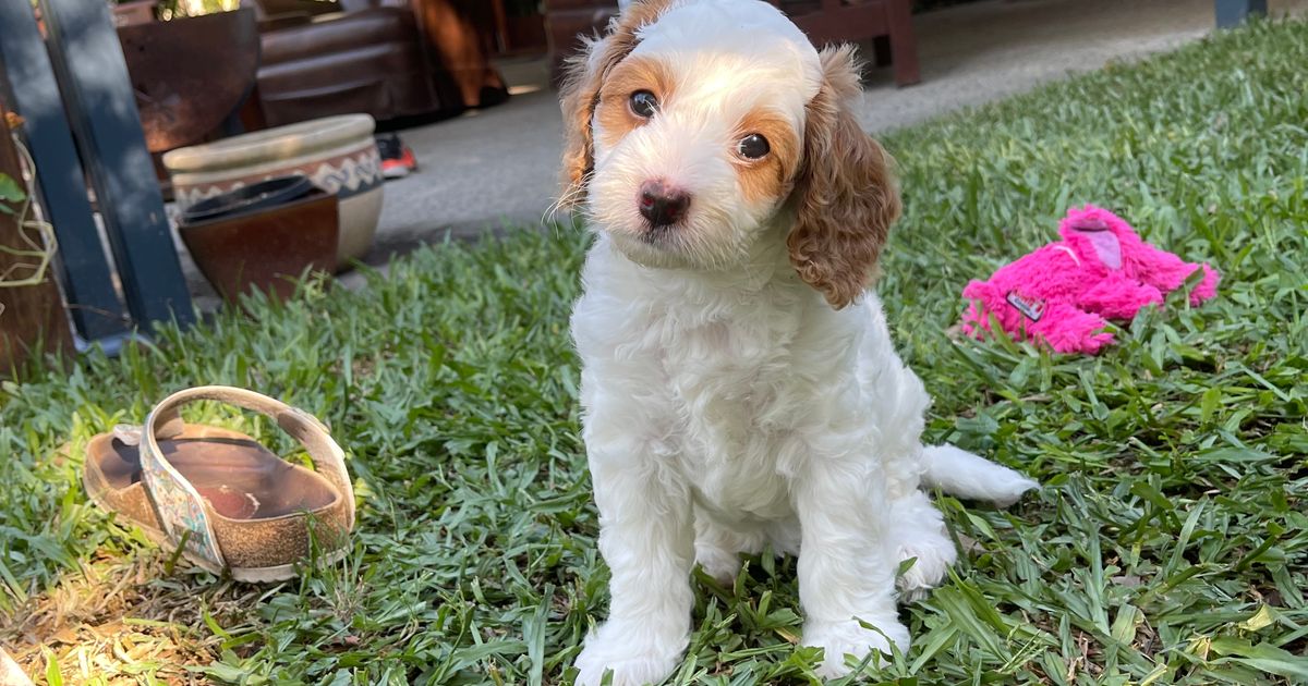 Brisbane’s Happy Puppy Spot Cavoodles, responsible breeder in ...