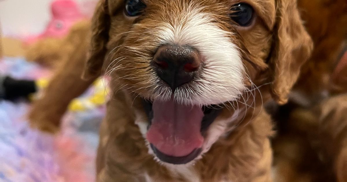 Brisbane’s Happy Puppy Spot Cavoodles, responsible breeder in ...
