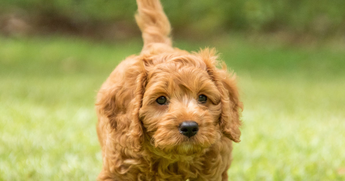 Brisbane’s Happy Puppy Spot Cavoodles, responsible breeder in ...