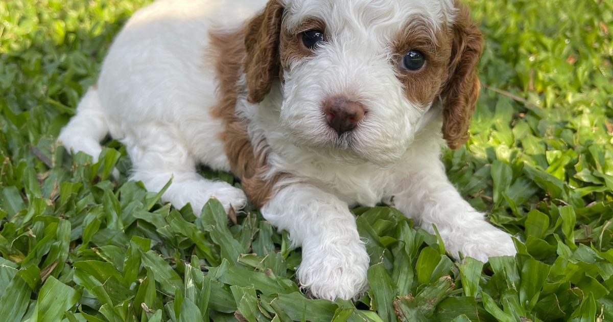 Brisbane’s Happy Puppy Spot Cavoodles, responsible breeder in ...