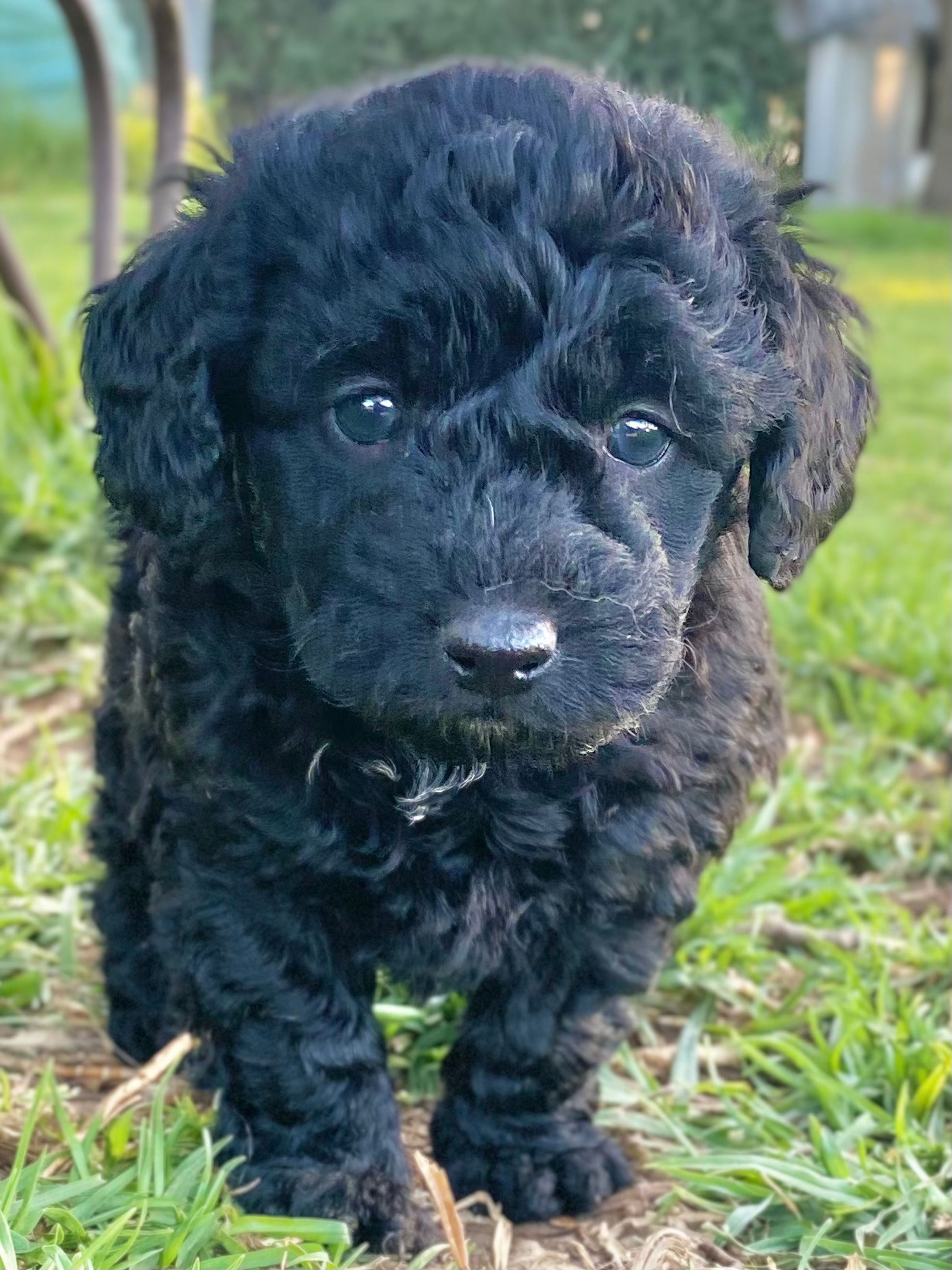 Casa De Oodle Labradoodle puppies, responsible breeder in New South ...