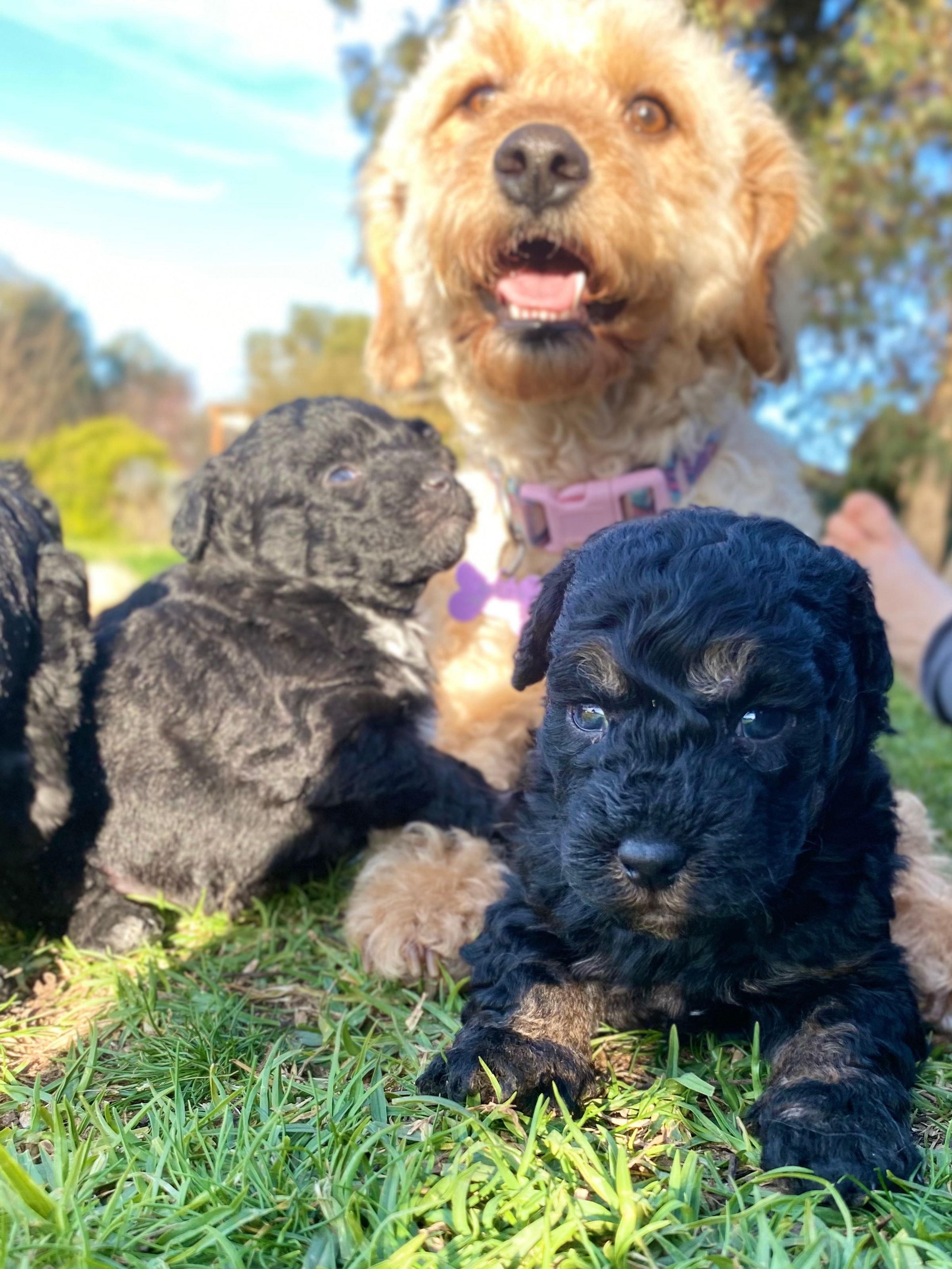 Casa De Oodle Labradoodle puppies, responsible breeder in New South ...