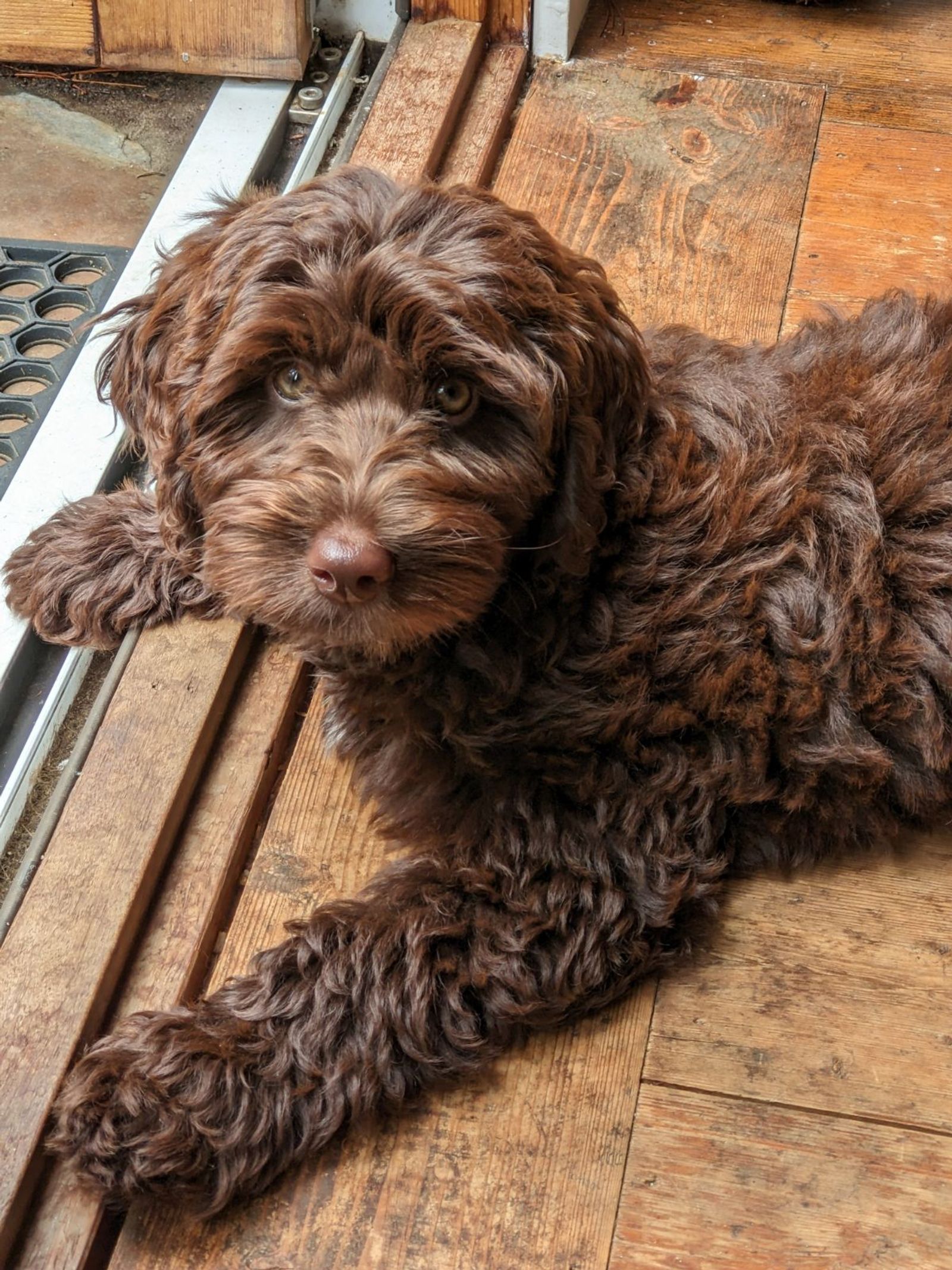 Belamorè Groodles & Poodles, responsible breeder in Victoria - RightPaw