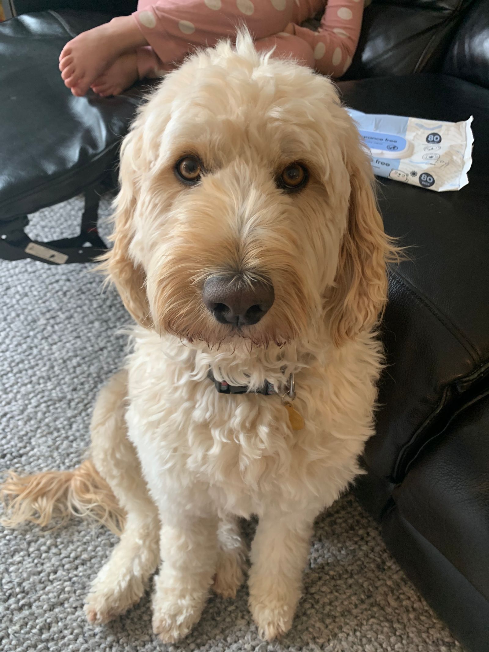 Belamorè Groodles & Poodles, responsible breeder in Victoria - RightPaw