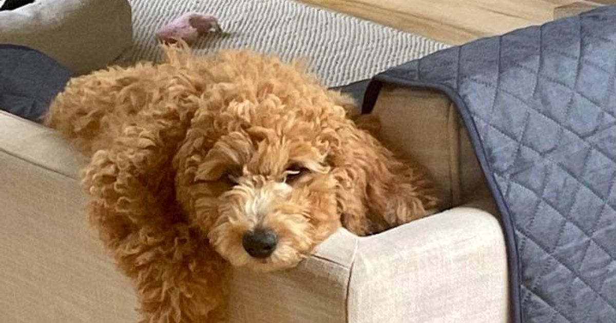 Belamorè Groodles & Poodles, responsible breeder in Victoria - RightPaw