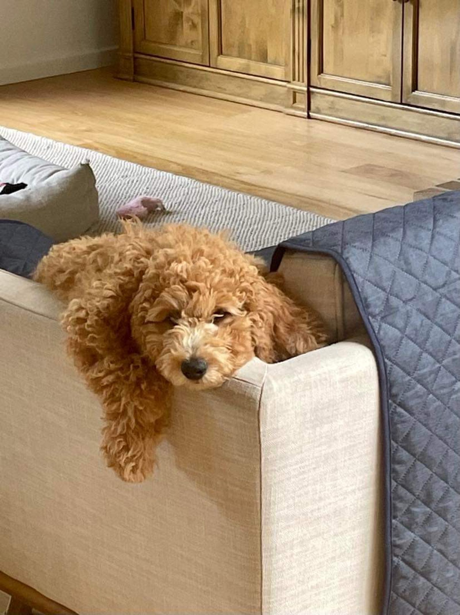 Belamorè Groodles & Poodles, responsible breeder in Victoria - RightPaw