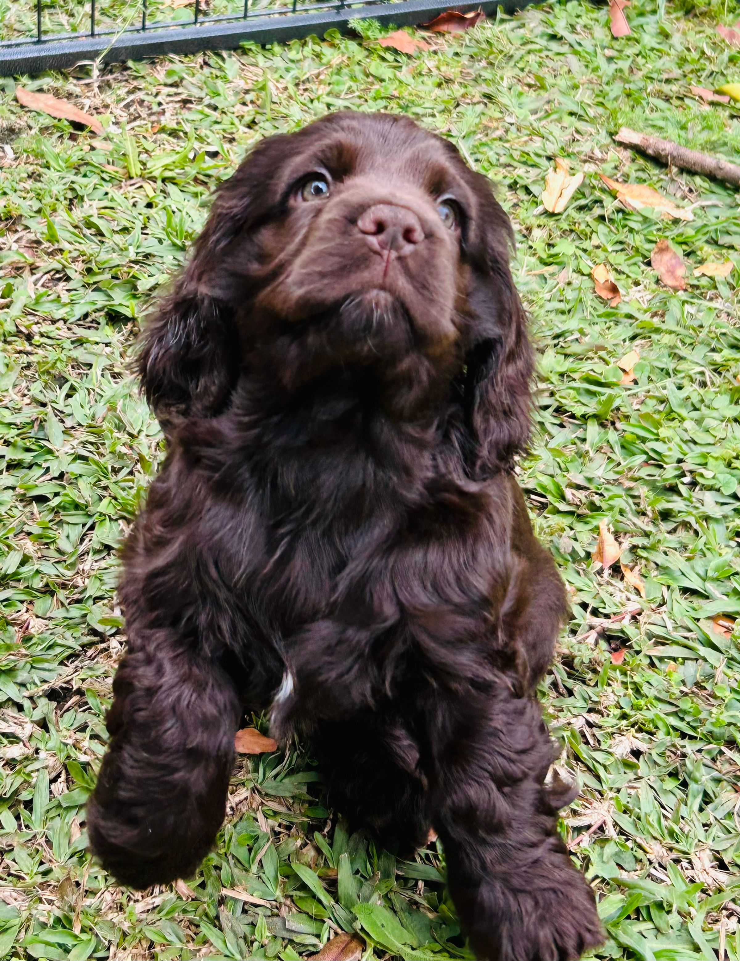 Liverwood Cocker Spaniels, responsible breeder in New South Wales ...