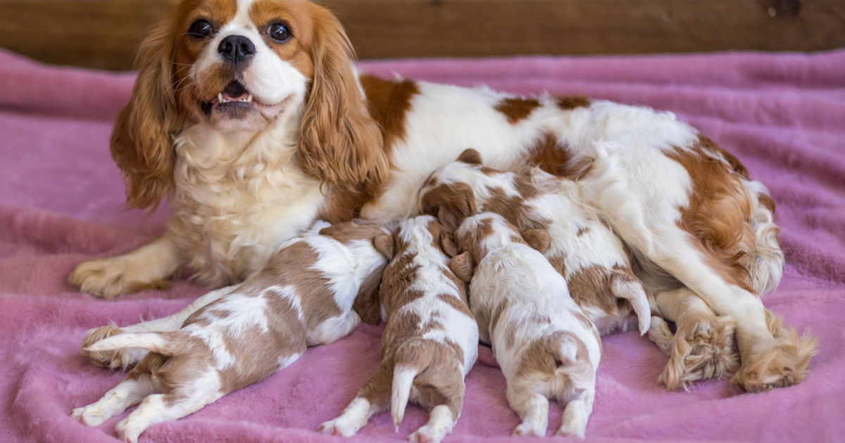Nachtsang Kennels Cavaliers, responsible breeder in Queensland - RightPaw