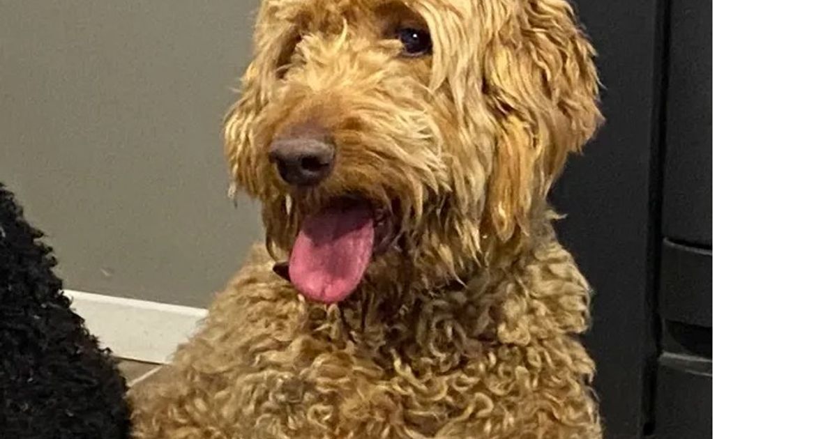 Puna Creek Labradoodles, responsible breeder in New South Wales - RightPaw