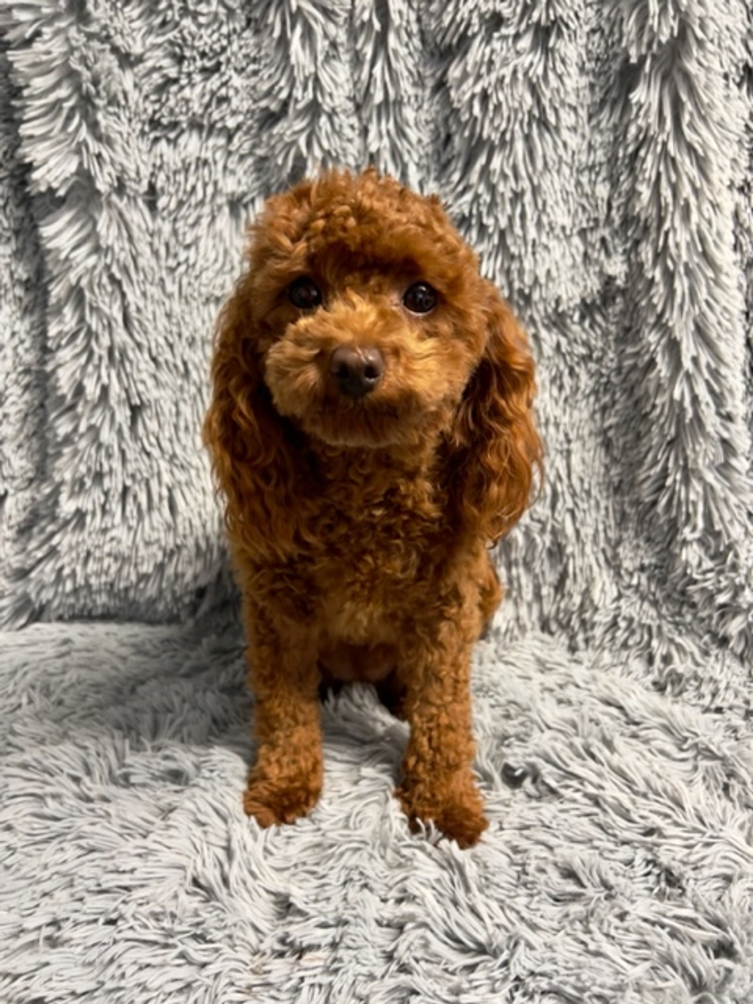 Montys Poodles, responsible breeder in New South Wales - RightPaw