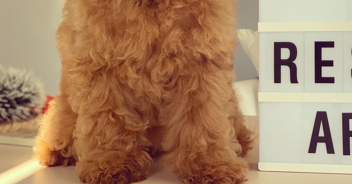 GC Mini Poodles, responsible breeder in Queensland - RightPaw