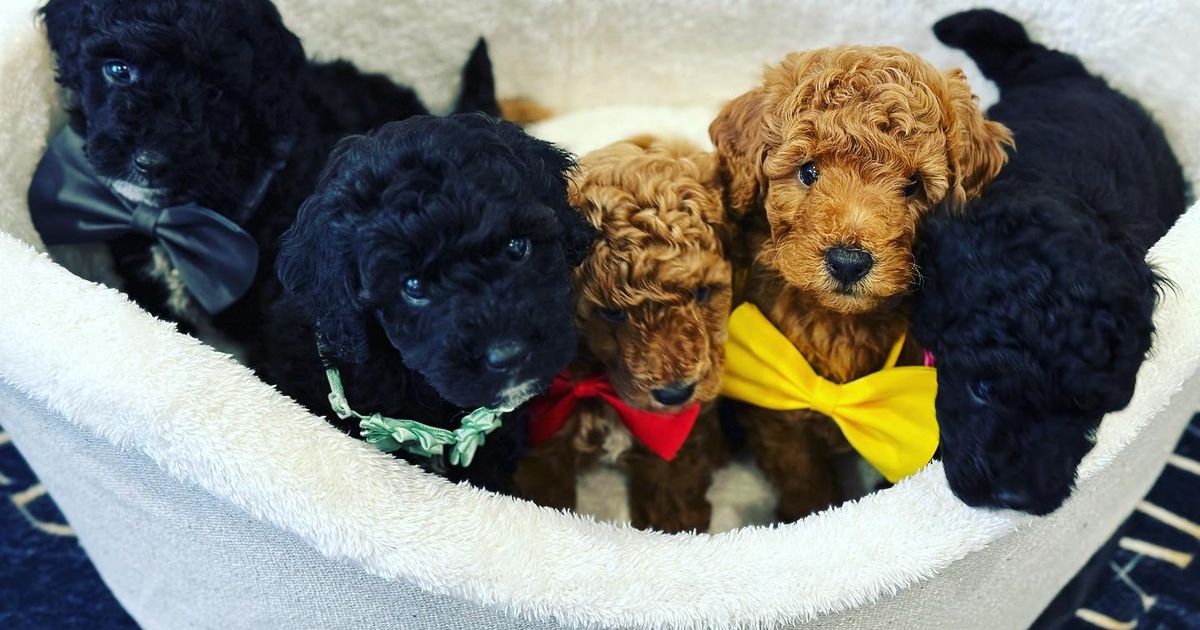 GC Mini Poodles, responsible breeder in Queensland - RightPaw