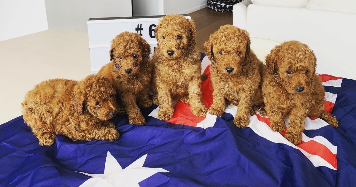 GC Mini Poodles, responsible breeder in Queensland - RightPaw