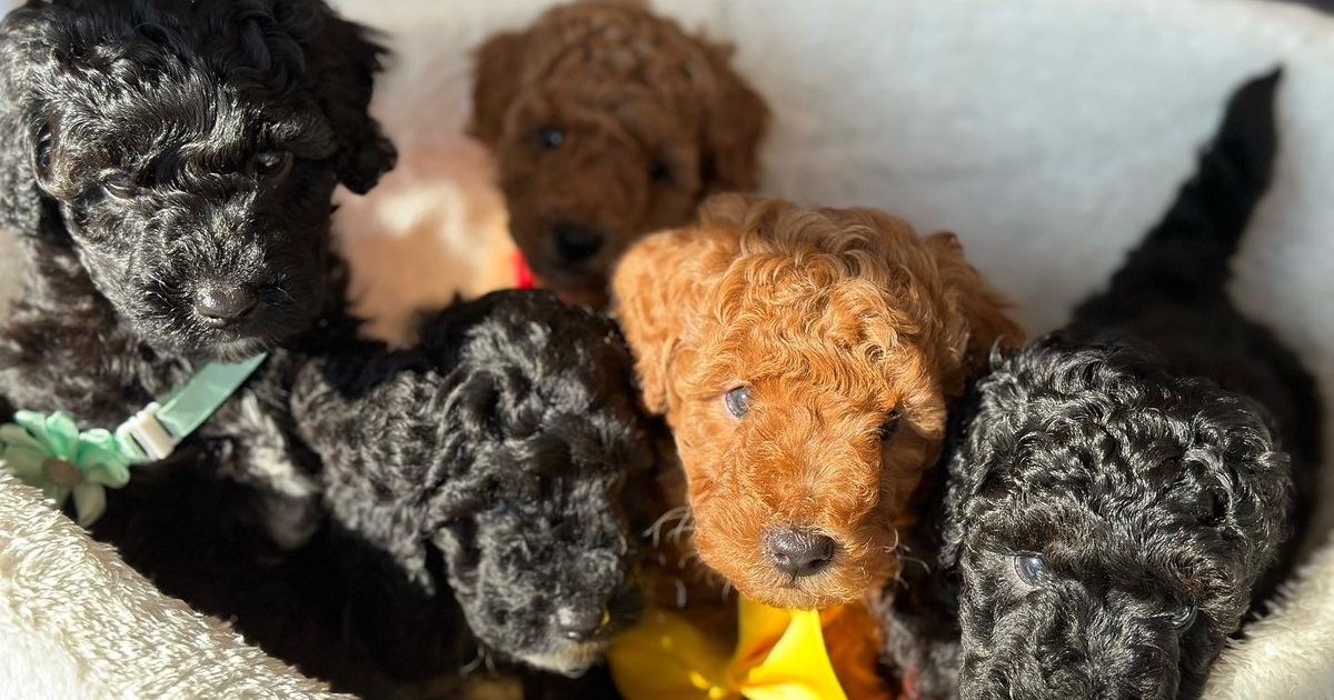 GC Mini Poodles, responsible breeder in Queensland - RightPaw
