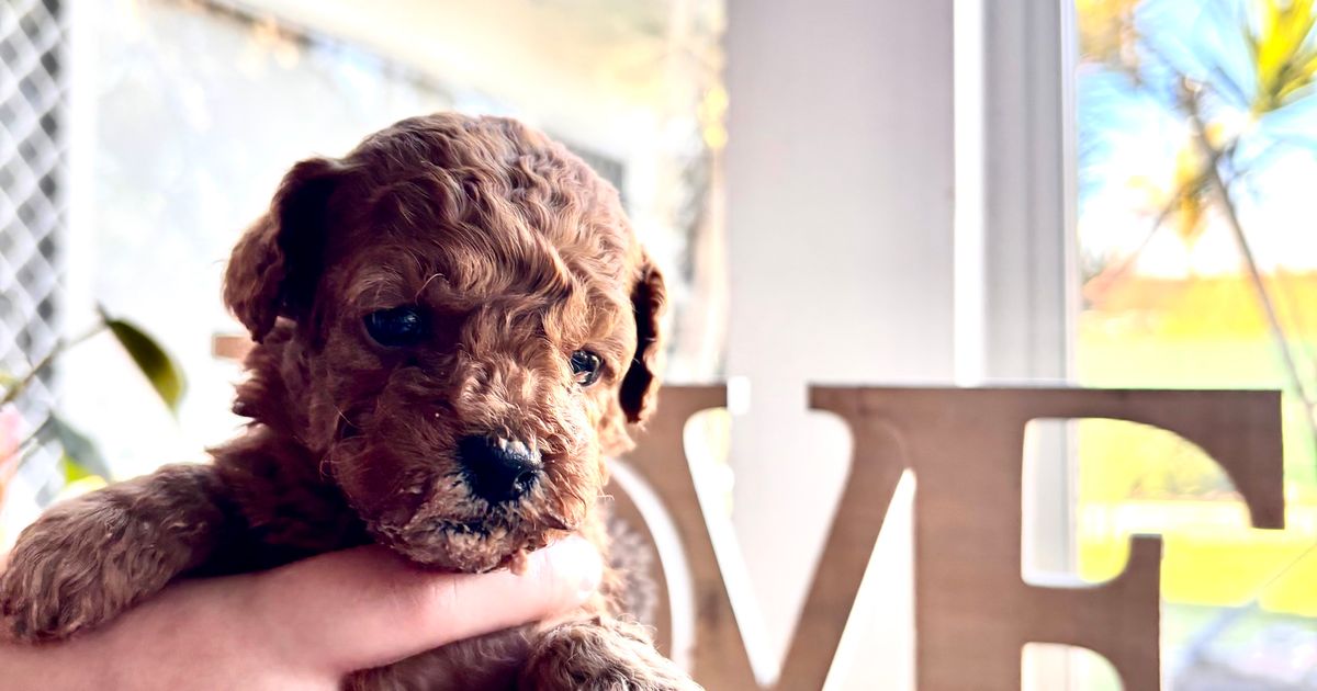 Mini Groodles Adelaide, responsible breeder in South Australia - RightPaw