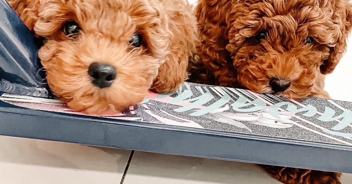 Ruby’s Toy Cavoodles, responsible breeder in Queensland - RightPaw
