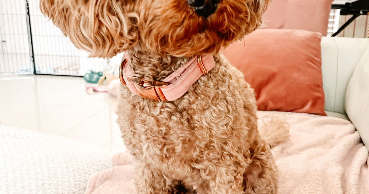 Ruby’s Toy Cavoodles, responsible breeder in Queensland - RightPaw