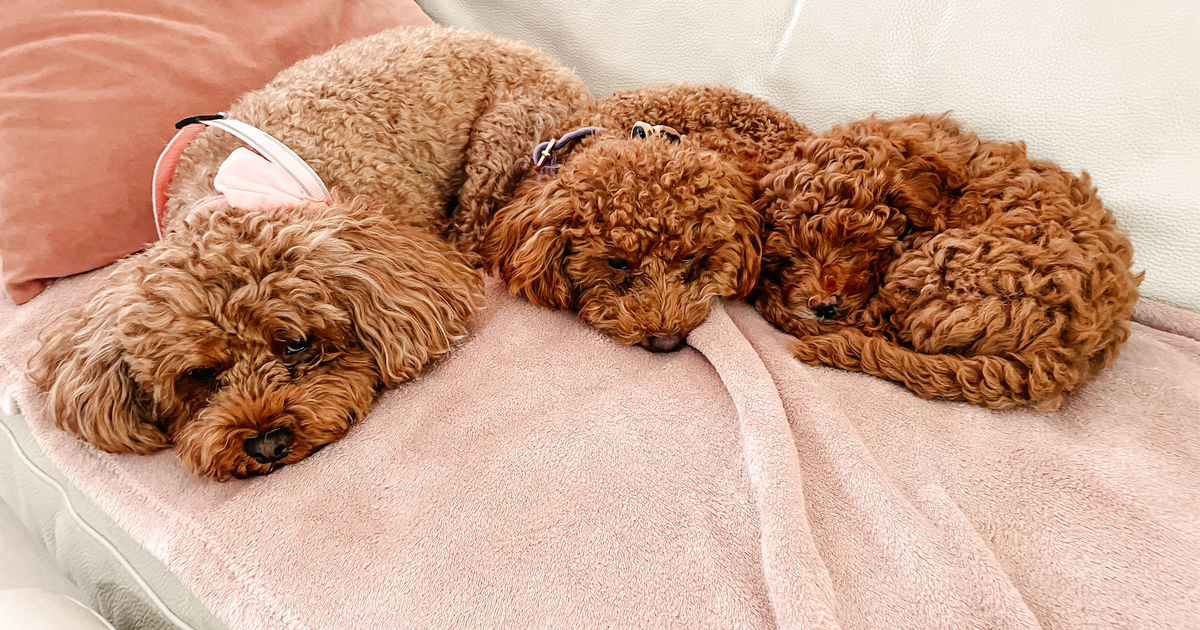Ruby’s Toy Cavoodles, responsible breeder in Queensland - RightPaw
