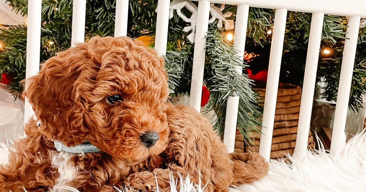 Ruby’s Toy Cavoodles, responsible breeder in Queensland - RightPaw