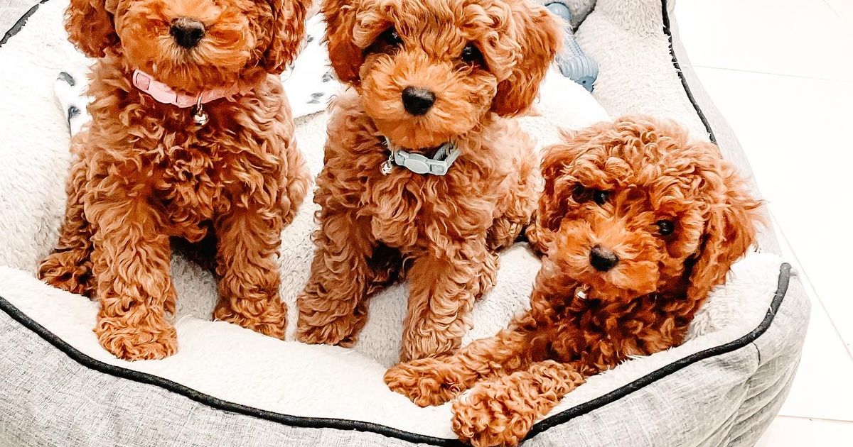 Ruby’s Toy Cavoodles, responsible breeder in Queensland - RightPaw