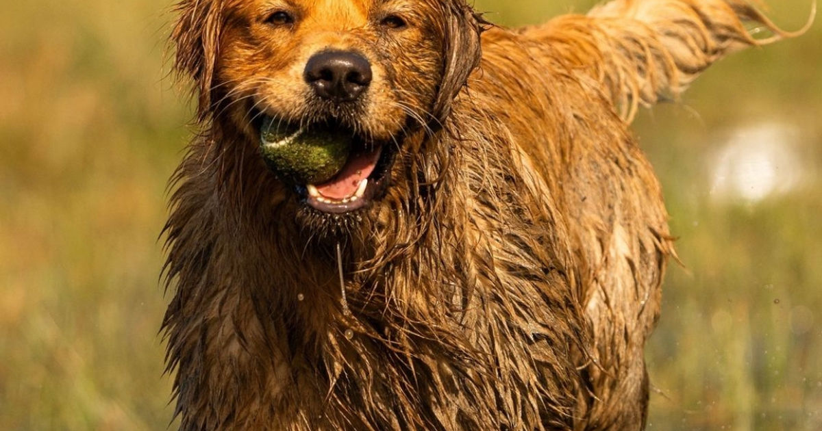 Mazel Retrievers, responsible breeder in Victoria - RightPaw