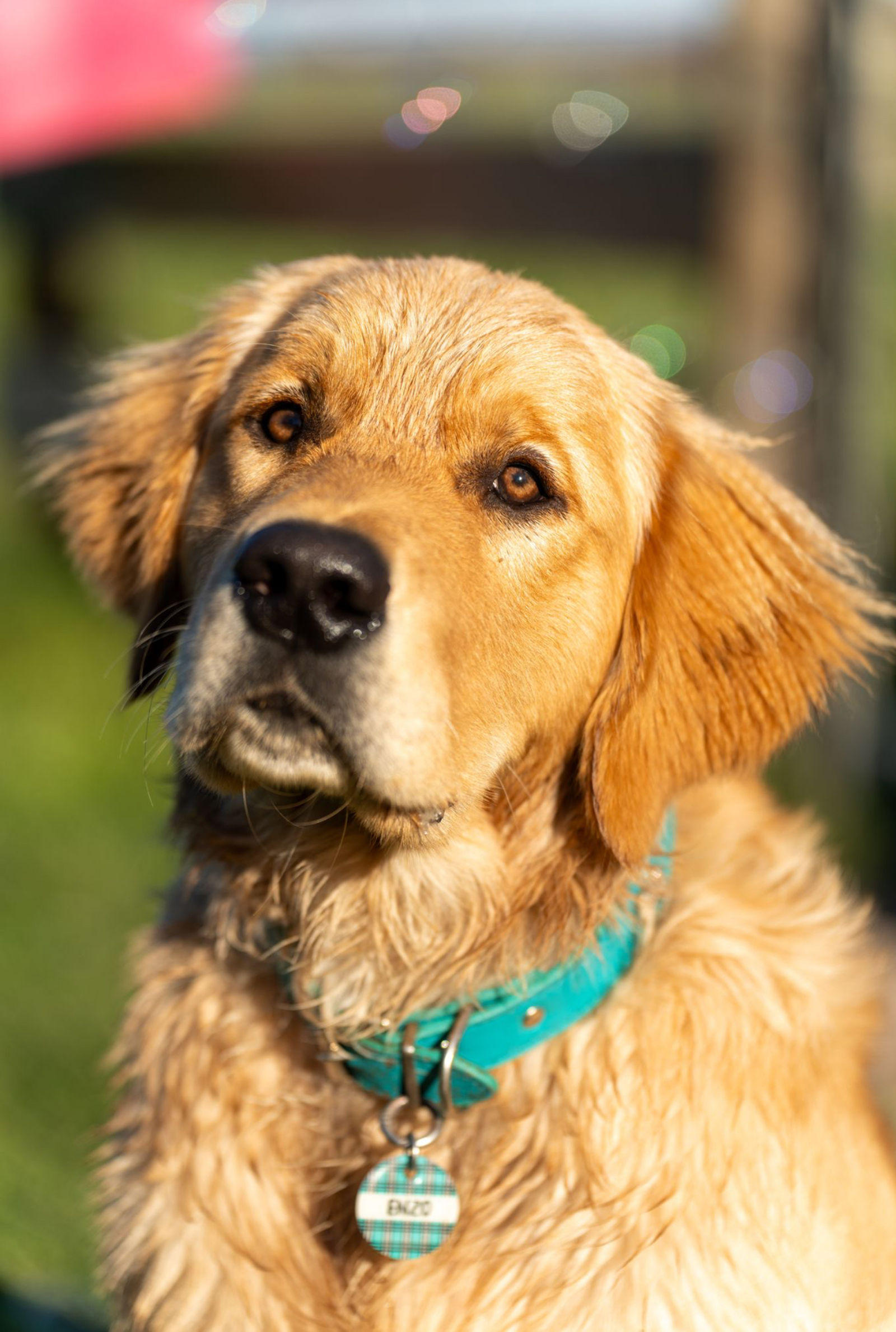 Mazel Retrievers, responsible breeder in Victoria - RightPaw
