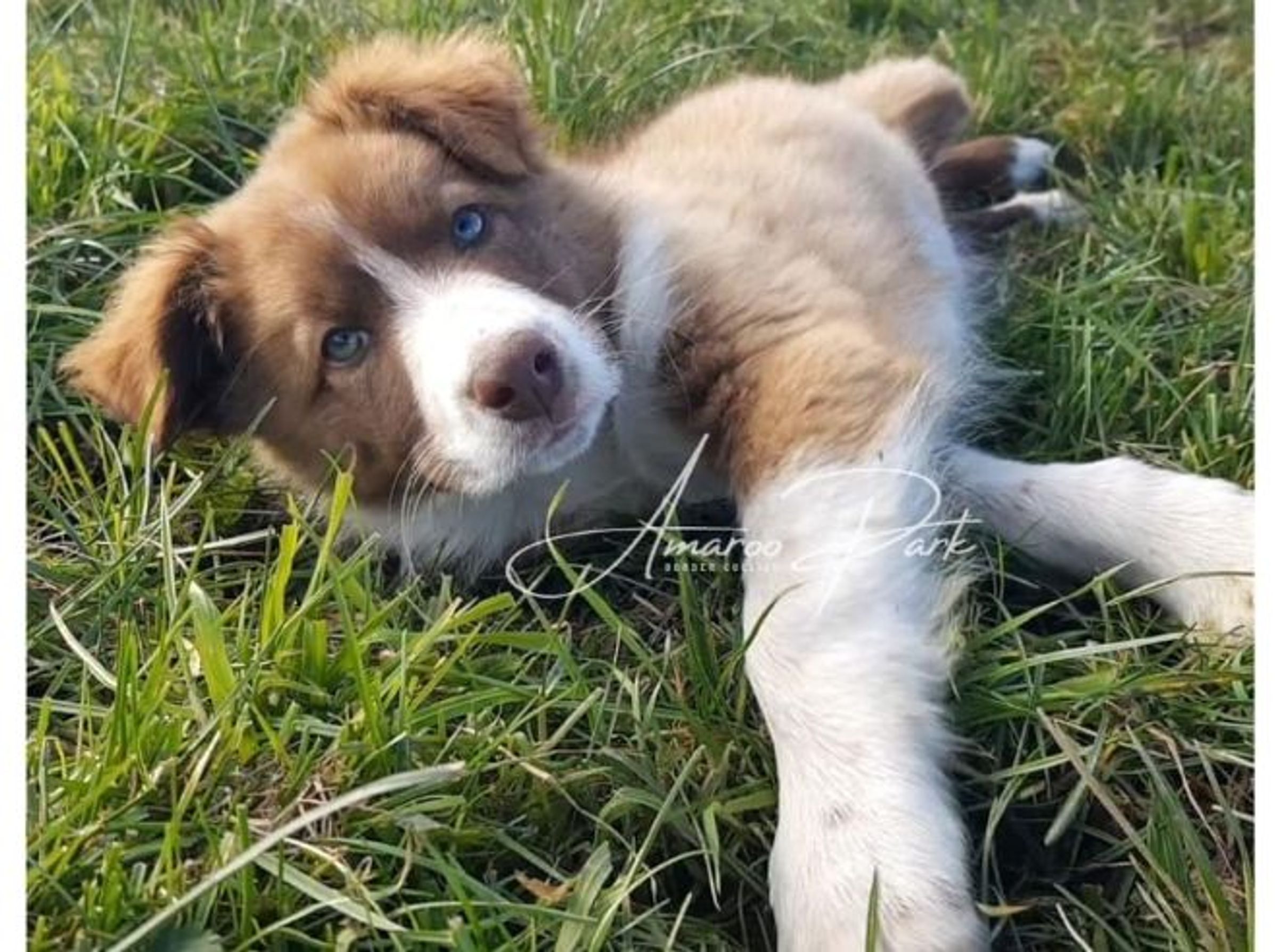 Amaroo-Amalee Park Border Collies, responsible breeder in Victoria ...