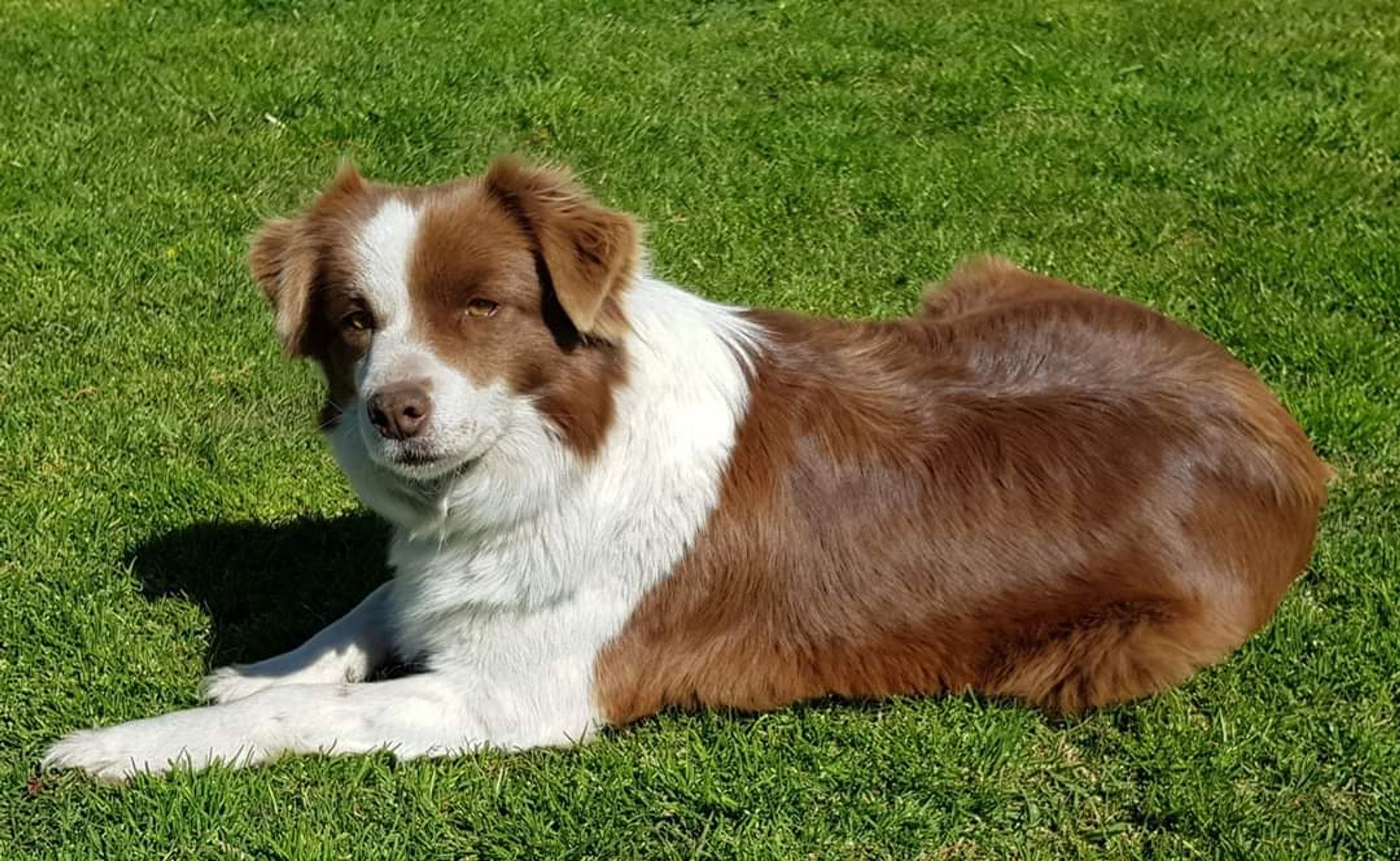 Amaroo-Amalee Park Border Collies, responsible breeder in Victoria ...