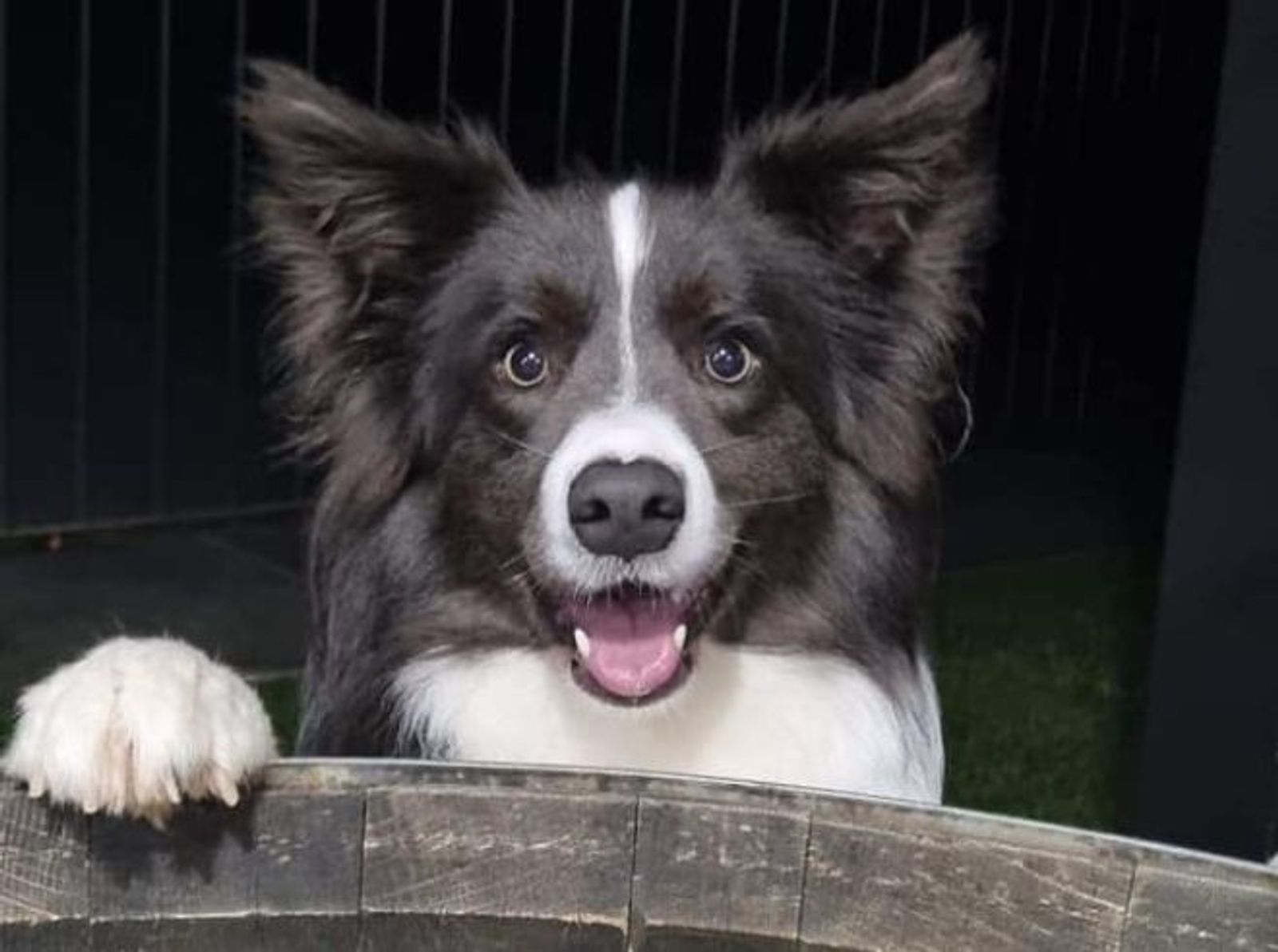Amaroo-Amalee Park Border Collies, responsible breeder in Victoria ...