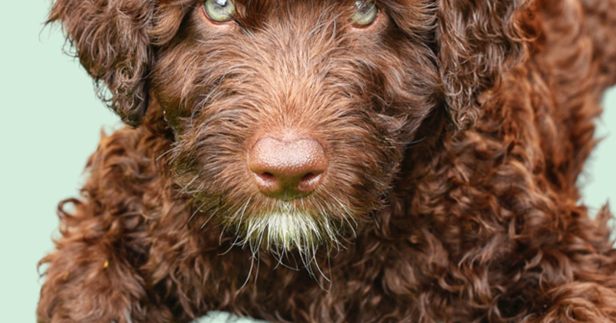 Bordoodles WA, responsible breeder in Western Australia - RightPaw