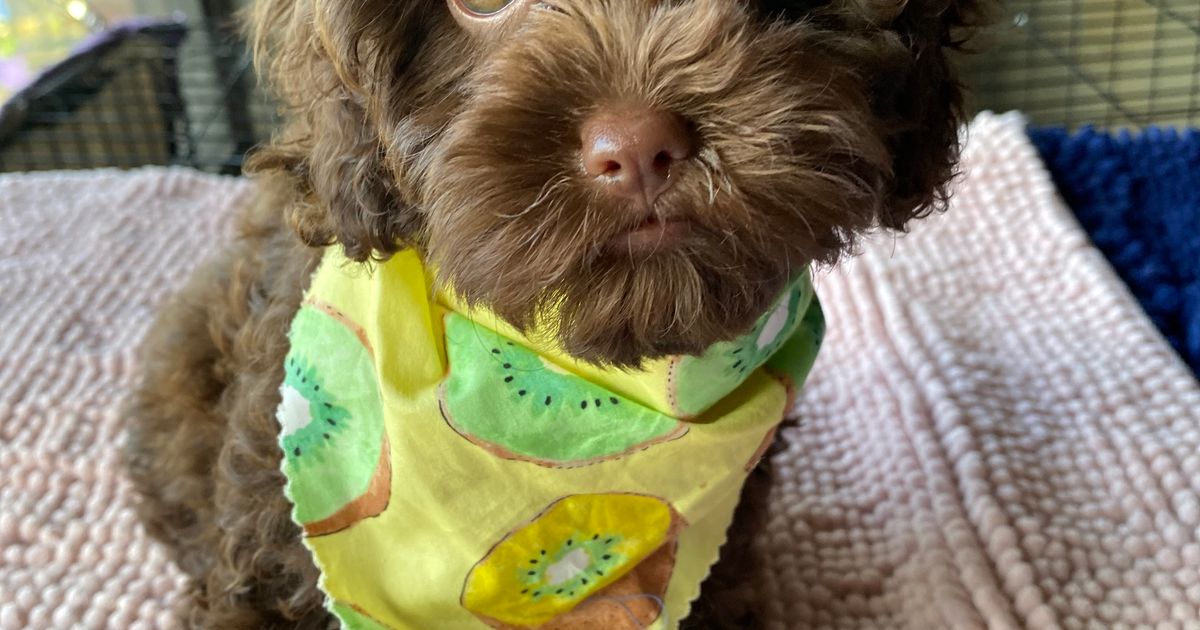 C & M Cavoodles or MDBA Taylor’s Little Loves, responsible breeder in ...