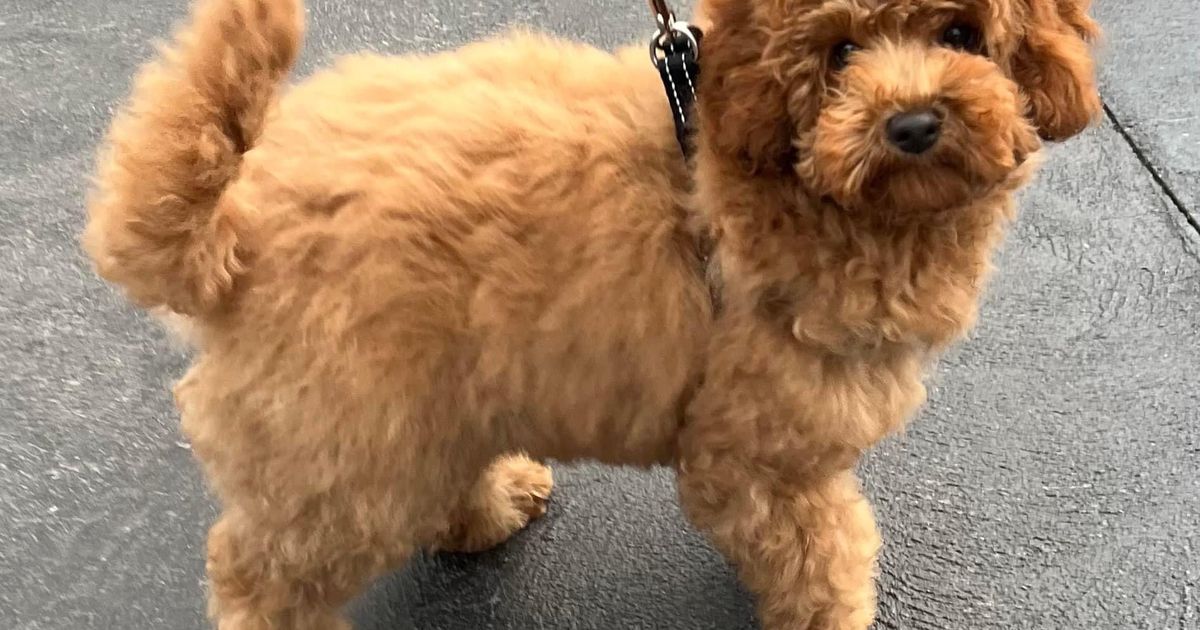 C & M Cavoodles or MDBA Taylor’s Little Loves, responsible breeder in ...