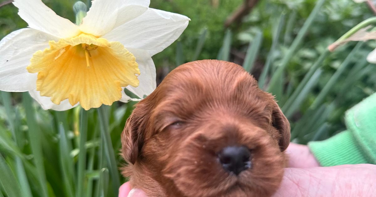 C & M Cavoodles or MDBA Taylor’s Little Loves, responsible breeder in ...