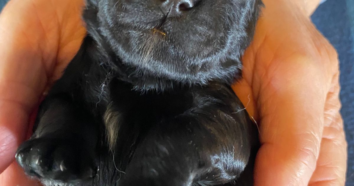 C & M Cavoodles or MDBA Taylor’s Little Loves, responsible breeder in ...