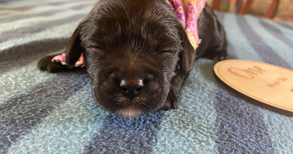 C & M Cavoodles or MDBA Taylor’s Little Loves, responsible breeder in ...