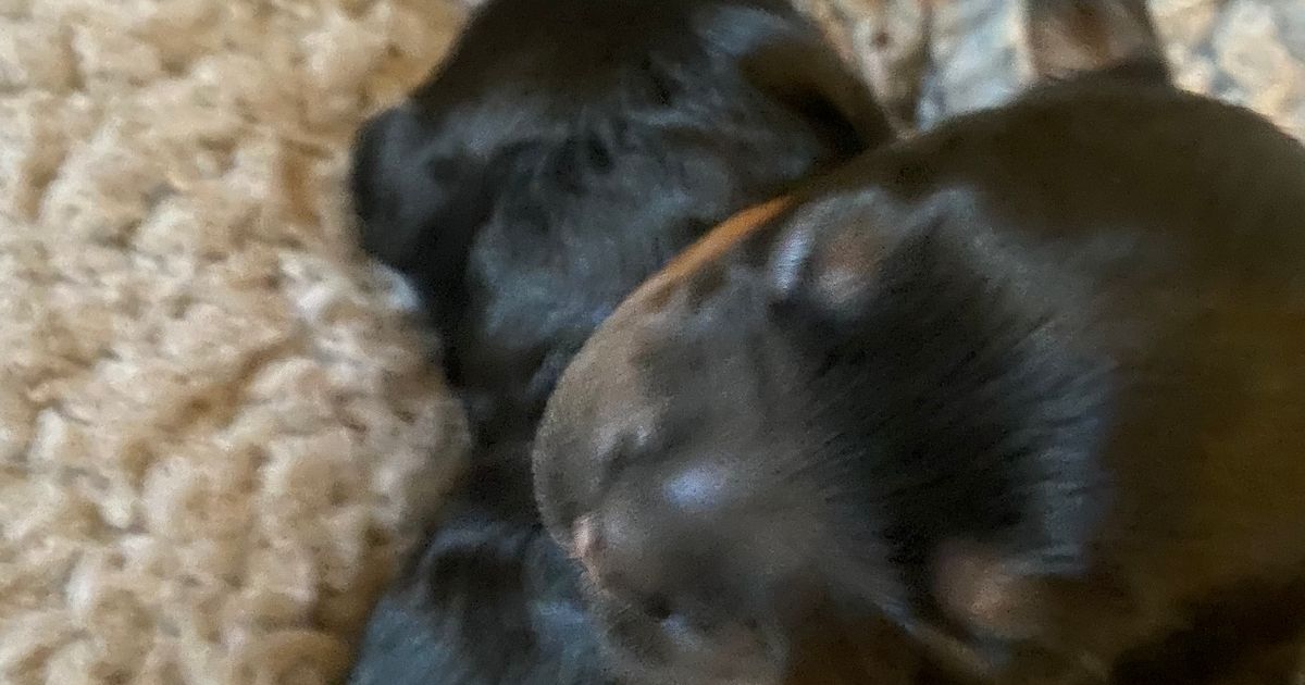 C & M Cavoodles or MDBA Taylor’s Little Loves, responsible breeder in ...