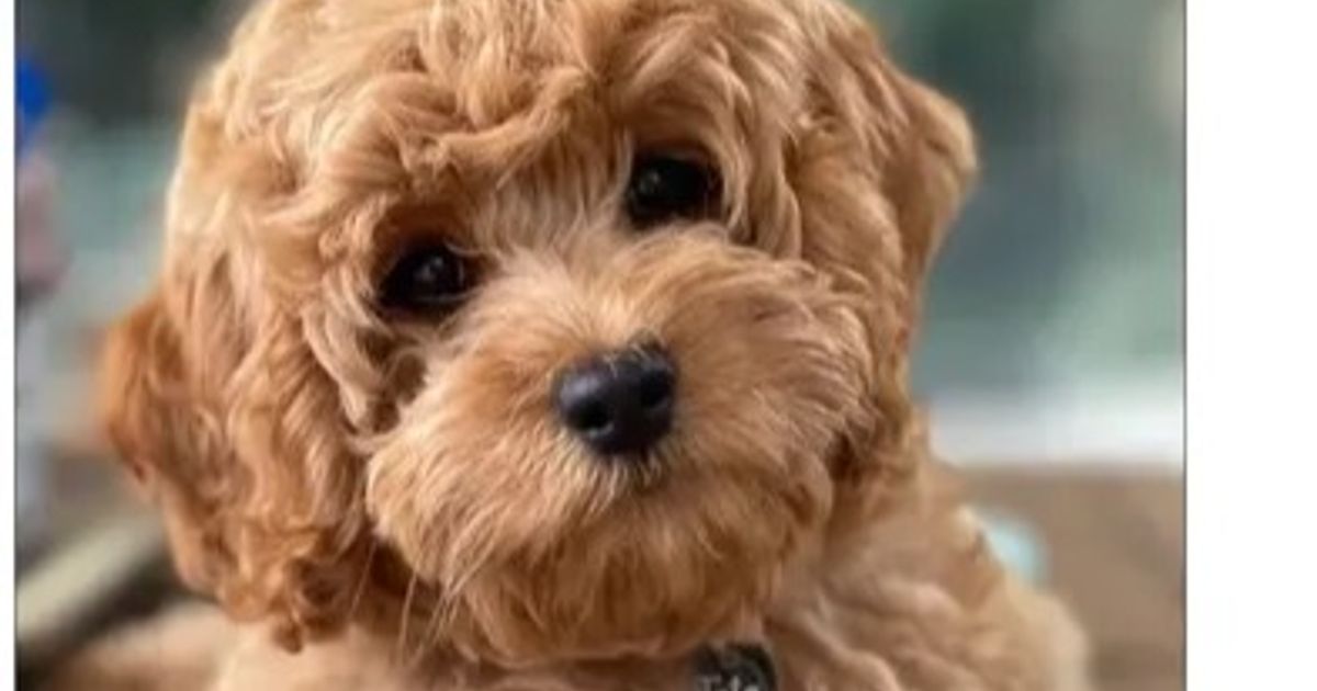 Pineways Puppies - Cavoodles & Theodore’s, responsible breeder in New ...