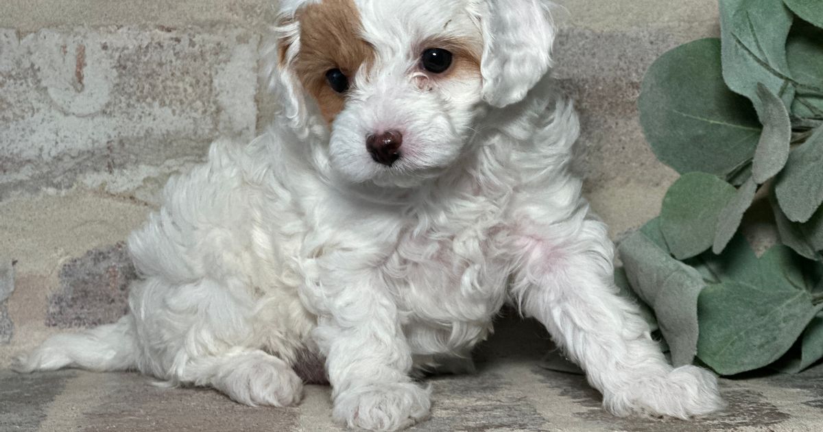 Pineways Puppies - Cavoodles & Theodore’s, responsible breeder in New ...