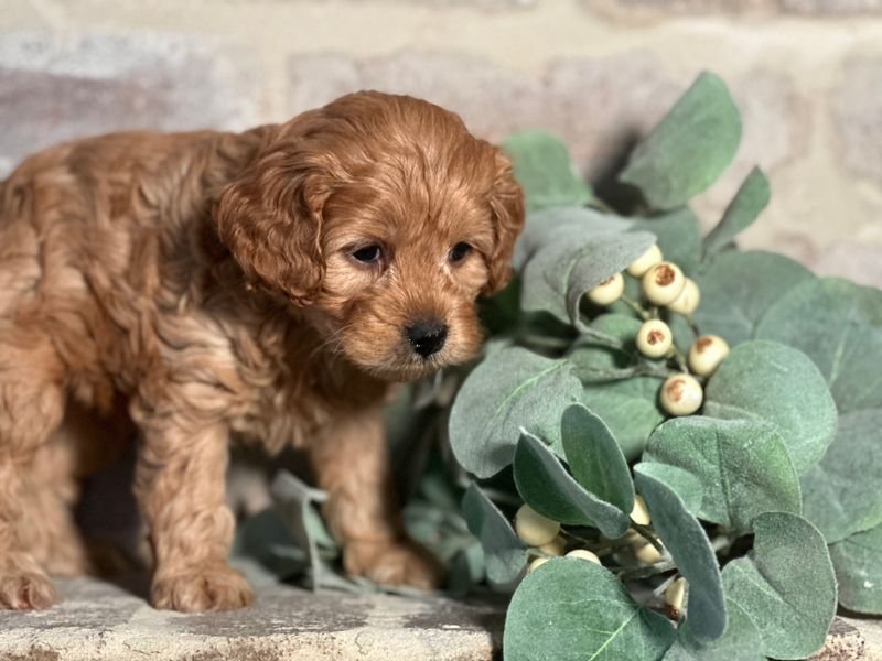 Pineways Puppies - Cavoodles & Theodore’s, responsible breeder in New ...