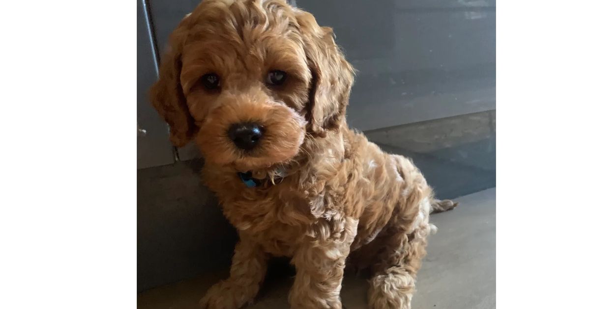 Pineways Puppies - Cavoodles & Theodore’s, responsible breeder in New ...