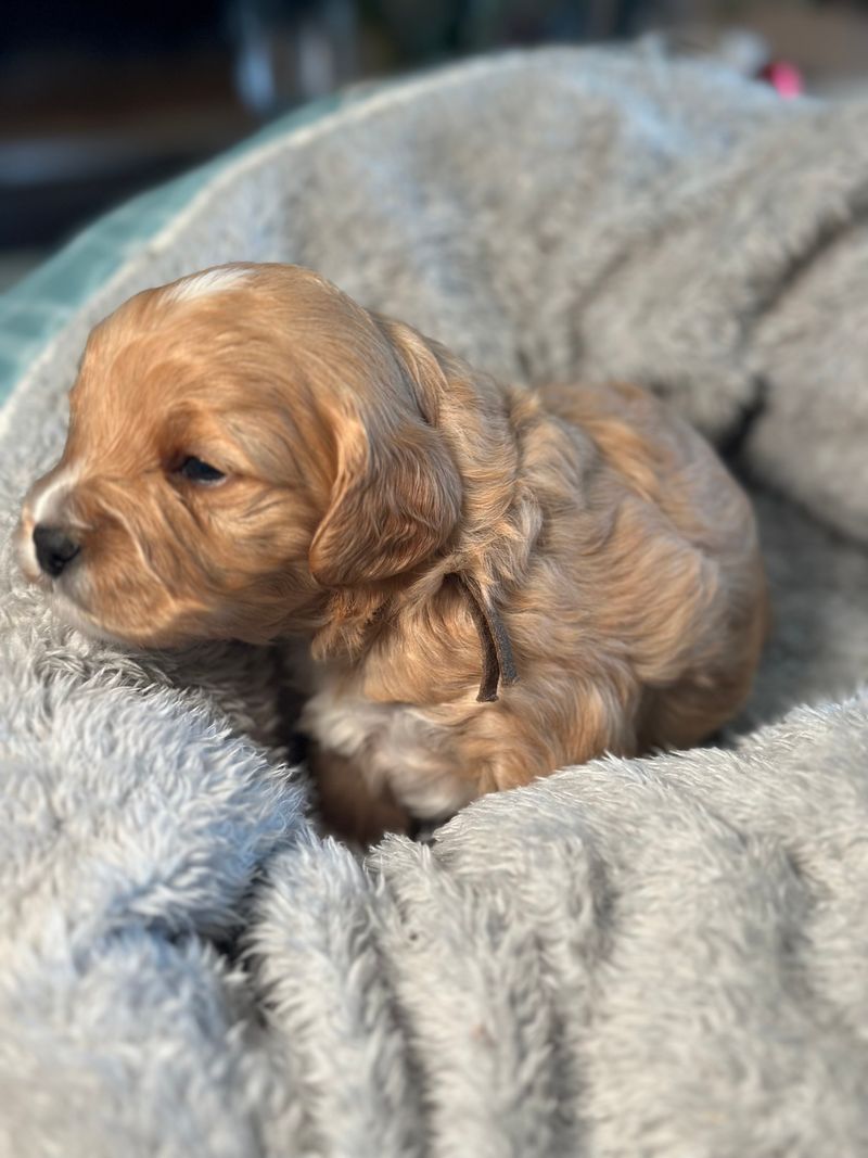 Pineways Puppies - Cavoodles & Theodore’s, responsible breeder in New ...