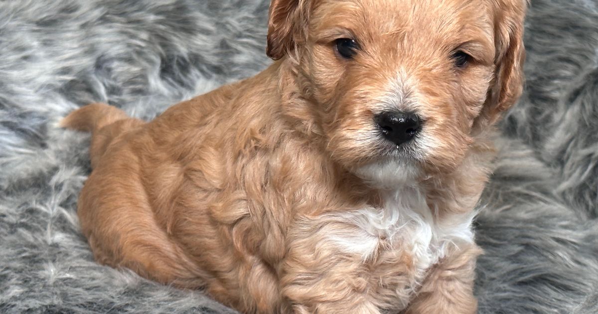 Pineways Puppies - Cavoodles & Theodore’s, responsible breeder in New ...