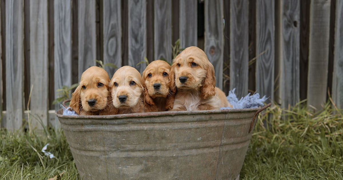 Ashline Cocker Spaniels ANKC, responsible breeder in Queensland - RightPaw