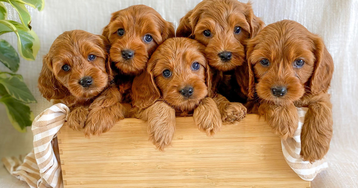 Cavoodle Cottage, responsible breeder in New South Wales - RightPaw