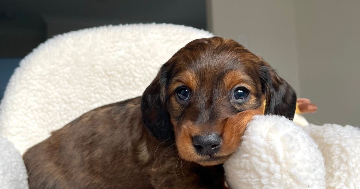 West Coast Weenies, responsible breeder in Western Australia - RightPaw