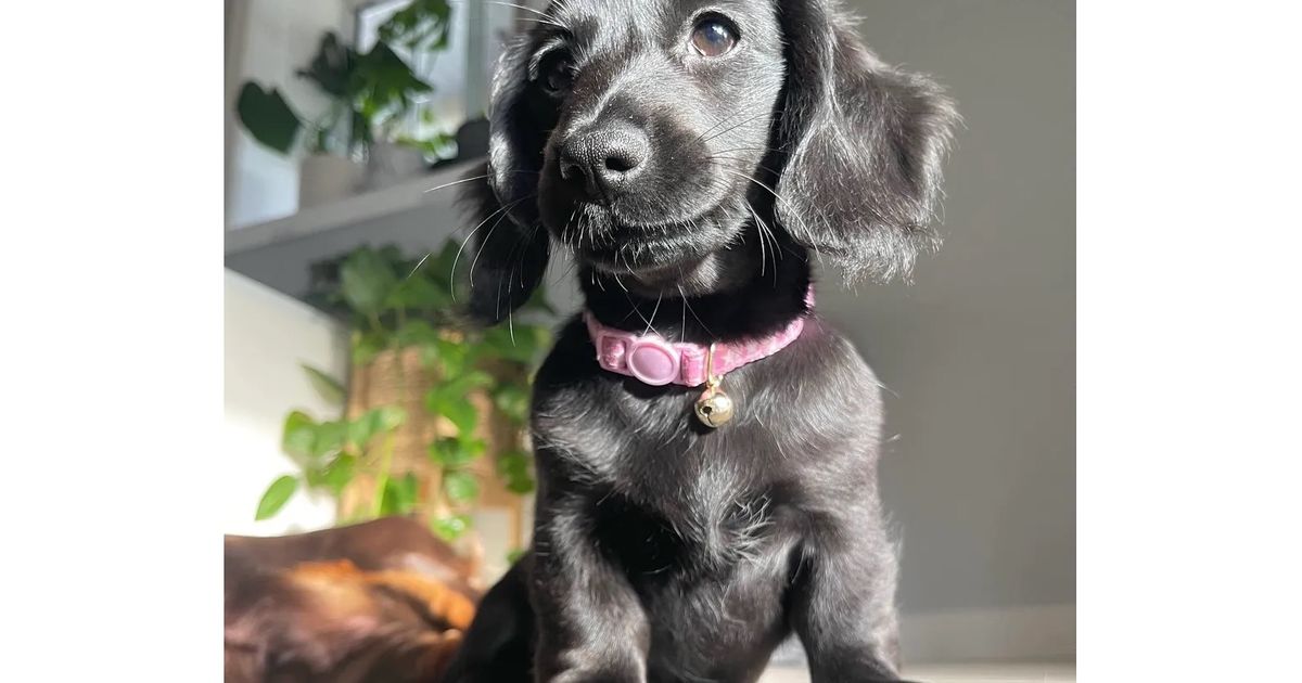 West Coast Weenies, responsible breeder in Western Australia - RightPaw