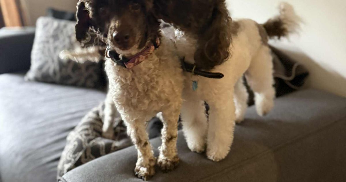 Klarcy Parti Toy/Mini Poodles, responsible breeder in Queensland - RightPaw